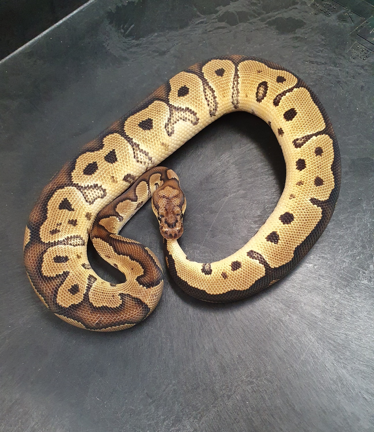 Gravel Clown Ball Python by Python-factory - MorphMarket