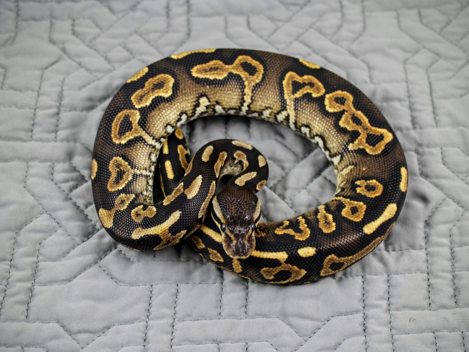 Black Pastel Calico Yellow Belly Ball Python by Gregory Exotics ...