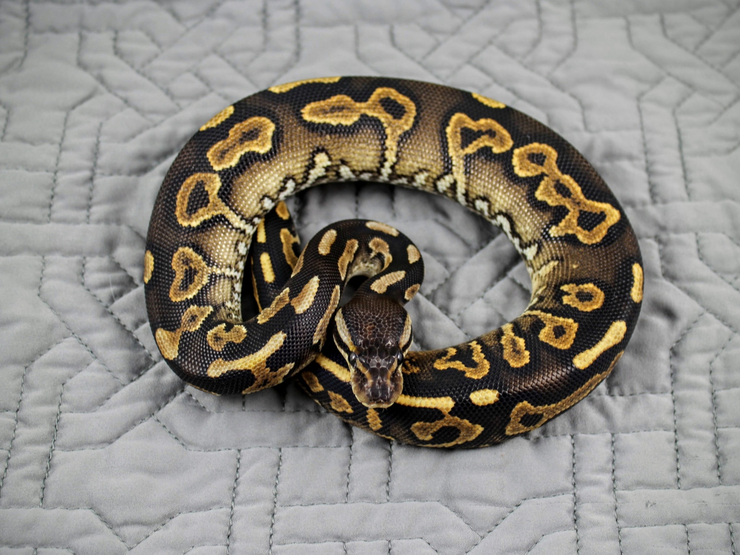 Black Pastel Calico Yellow Belly Ball Python by Gregory Exotics ...
