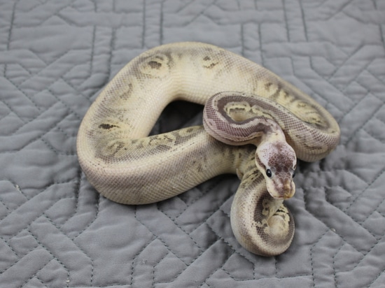 Silver Streak Ball Python by Gregory Exotics