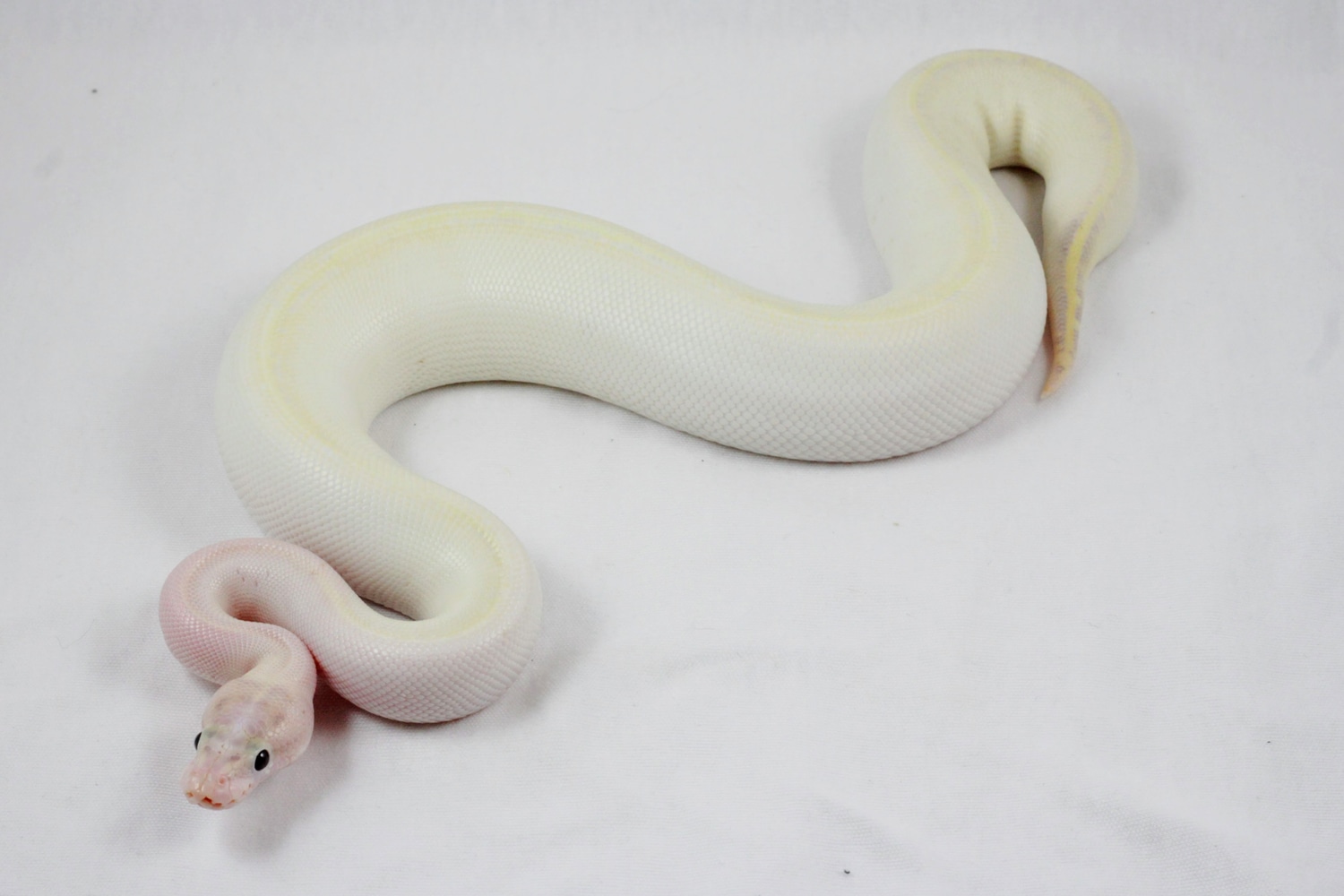 Ivory Pastel Ball Python by Gregory Exotics - MorphMarket