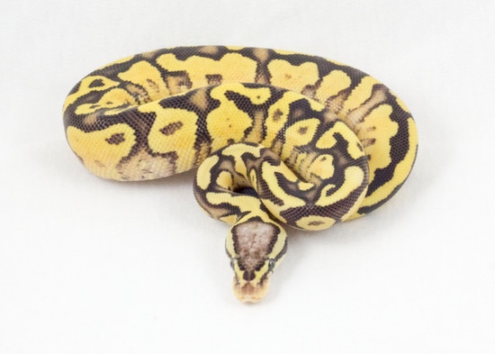 Firefly Yellow Belly Ball Python by Gregory Exotics - MorphMarket