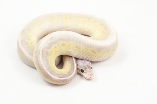 Silver Streak Lesser Male Ball Python by Gregory Exotics