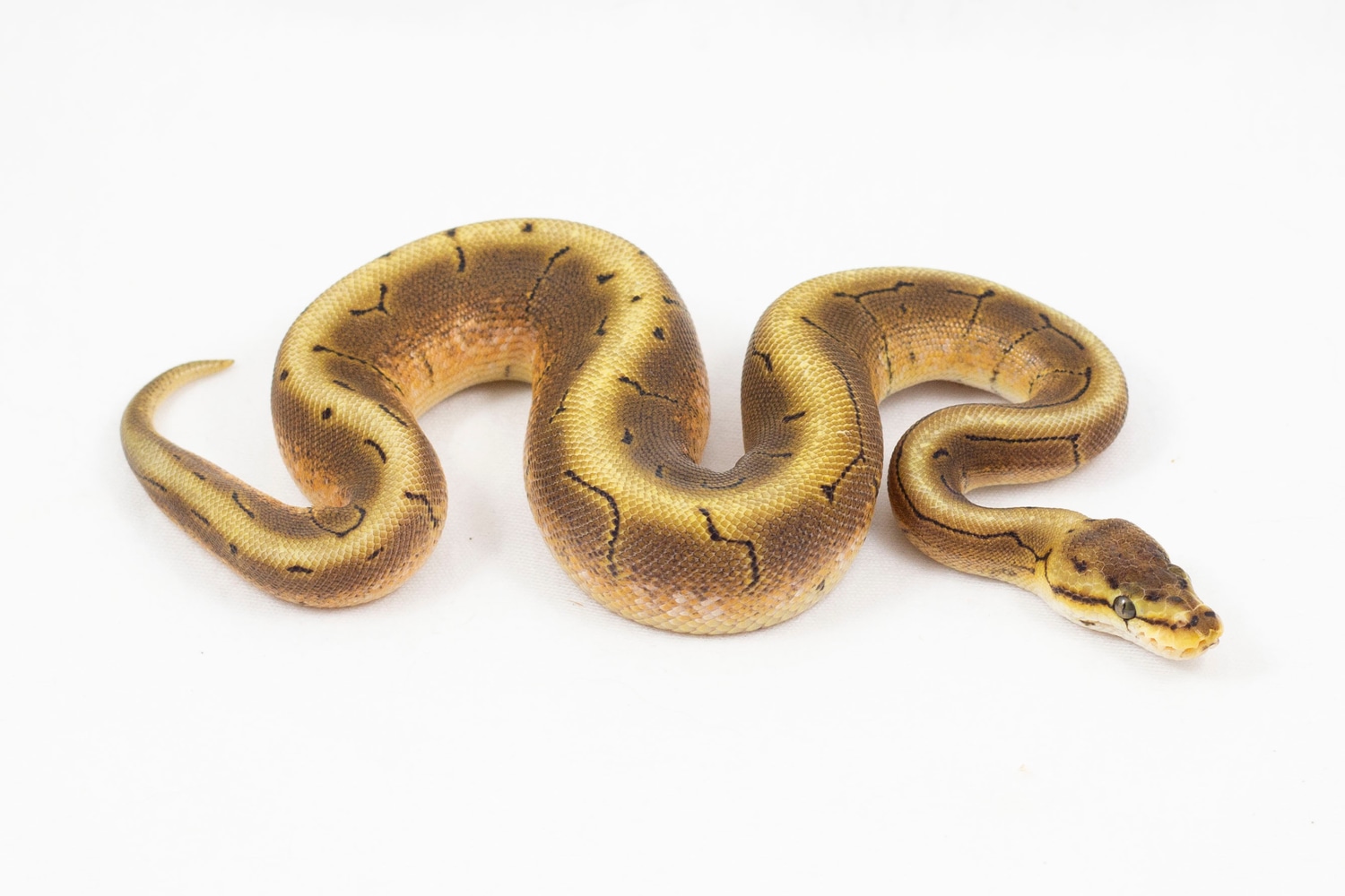 Calico Spinner Ball Python by Gregory Exotics - MorphMarket