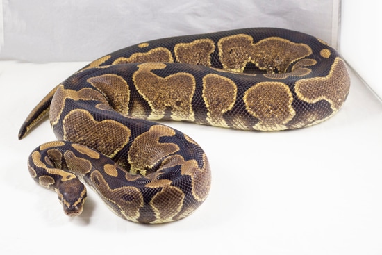 Proven Breeder Calico Ball Python by Gregory Exotics