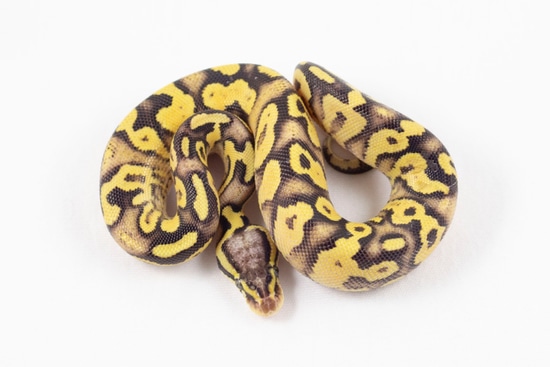 Firefly Yellow Belly (Poss Specter) Ball Python by Gregory Exotics