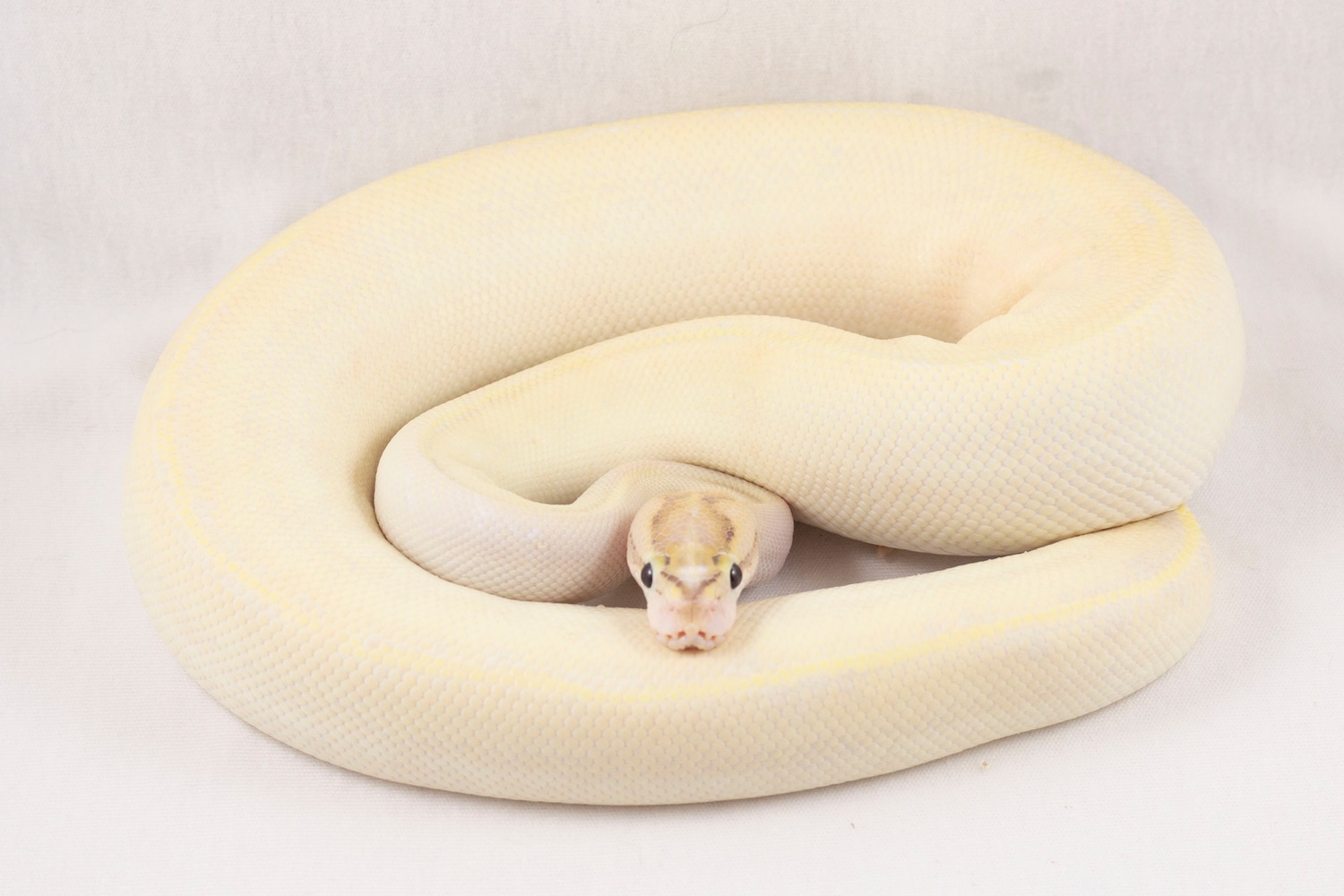 Ivory Ball Python by Gregory Exotics - MorphMarket