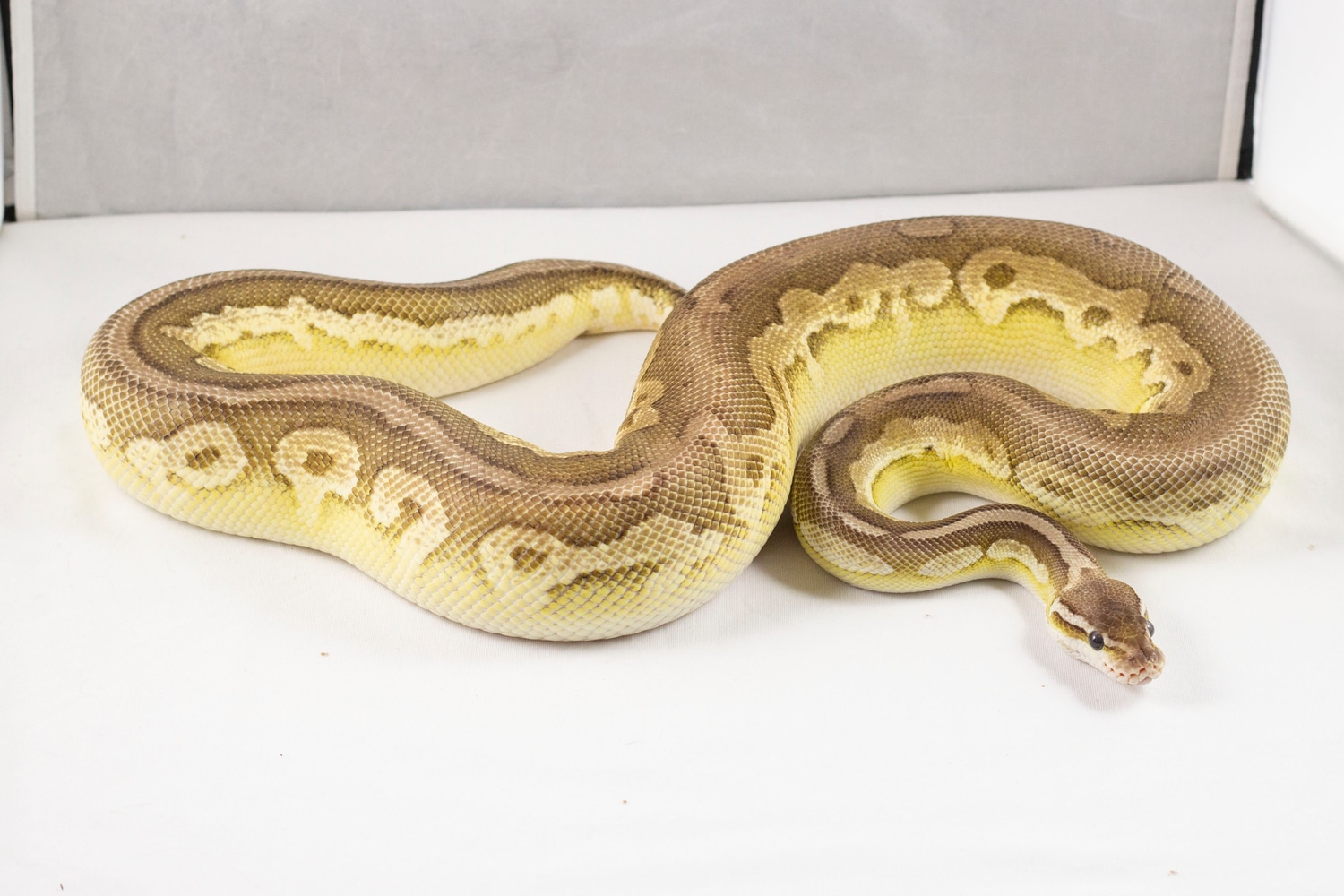 Proven Breeder Black Pewter Lesser Ball Python by Gregory Exotics ...