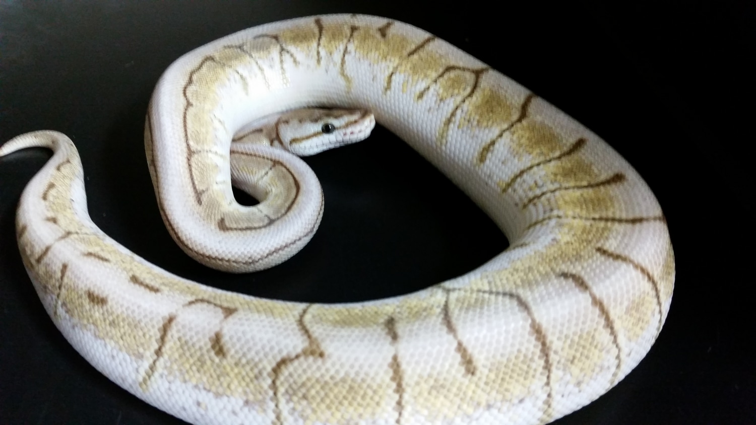 Lesser Spider Pinstripe Ball Python by Gregory J Hall / WhiteMarsh Ball ...