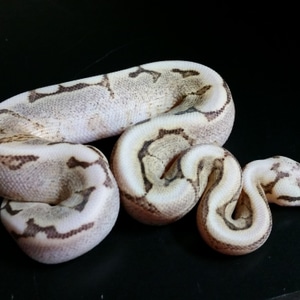 Gregory J Hall / WhiteMarsh Ball Pythons - MorphMarket