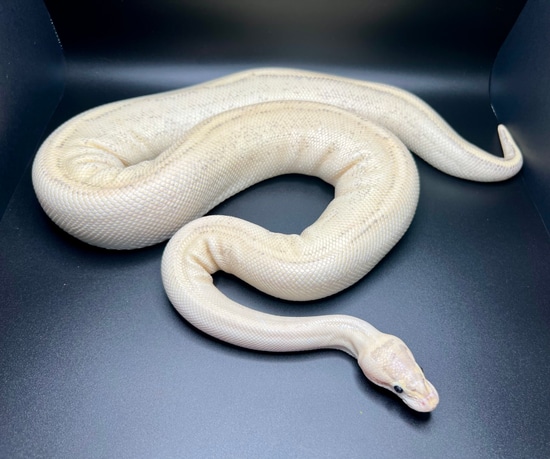 Puma Ball Python by DynAnimal