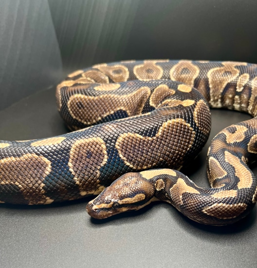 Yellow Belly RTB Ball Python by DynAnimal