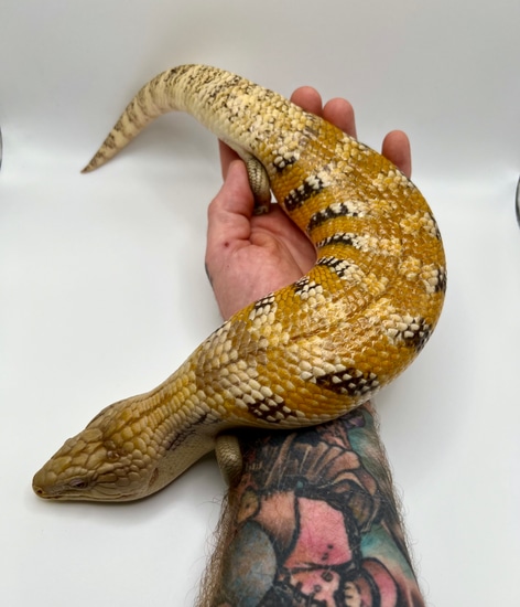 Proven Female Sunrise/ Orange Northern Blue Tongue Skink Northern Blue ...