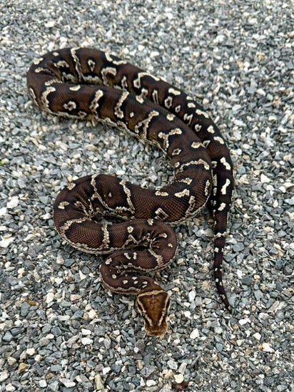 ‘23 Male Angolan Python by DynAnimal