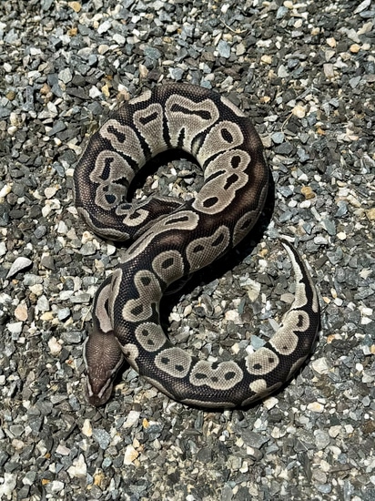 Black Axanthic Orange Crush Male/ Female Pair Ball Python by DynAnimal