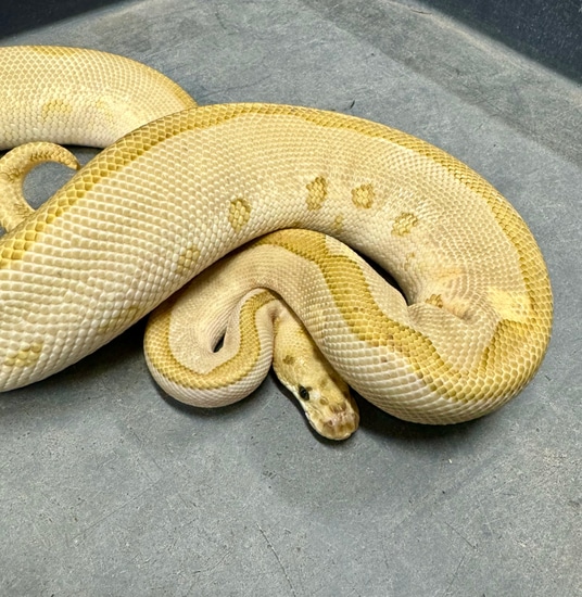 Leopard Butter Clown Proven (Free Shipping) Ball Python by DynAnimal