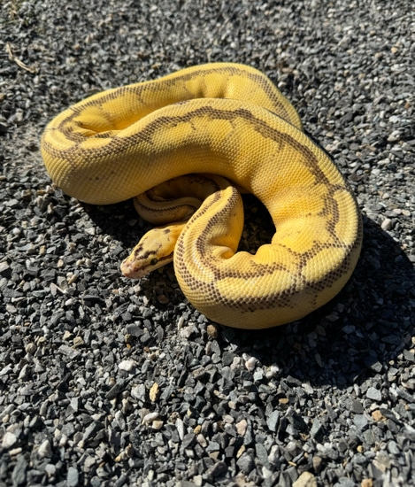 Lemon Pastel OD Enchi Super Stripe (Free Shipping) Ball Python by DynAnimal