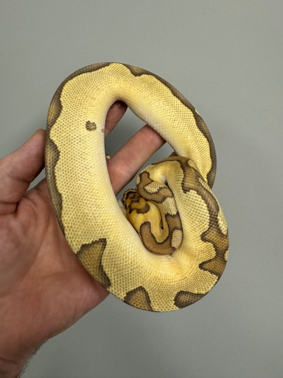 Enchi Clown Male (Free Shipping) Ball Python by DynAnimal