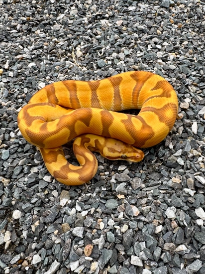 Orange Dream Enchi Yellow Belly Ultramel Ball Python by DynAnimal
