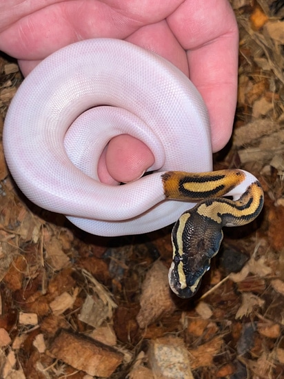 Piebald Ball Python 50% Het Albino High WHITE by High Mountain Exotic ...