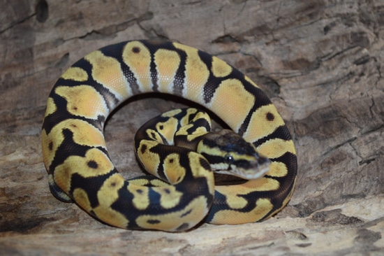 FireFly Ball Python by Creekside Constrictors