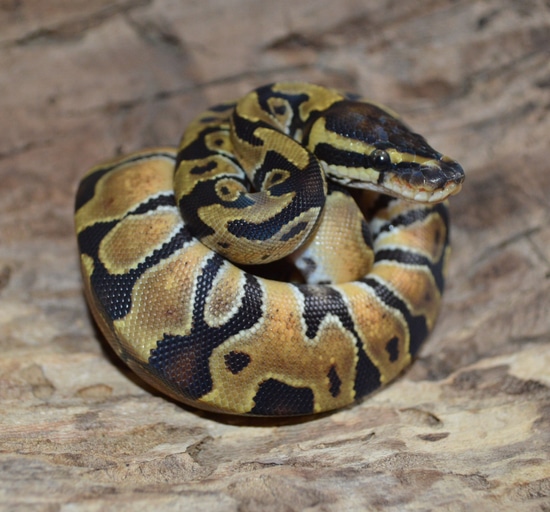Fire Ball Python by Creekside Constrictors