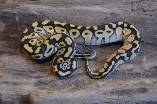Pastave Ball Python by Creekside Constrictors