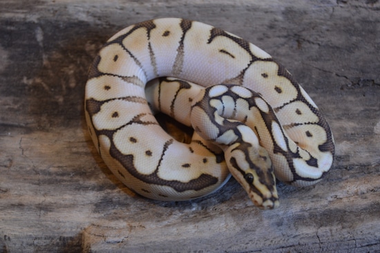 Mojave Bumble Bee Ball Python by Creekside Constrictors
