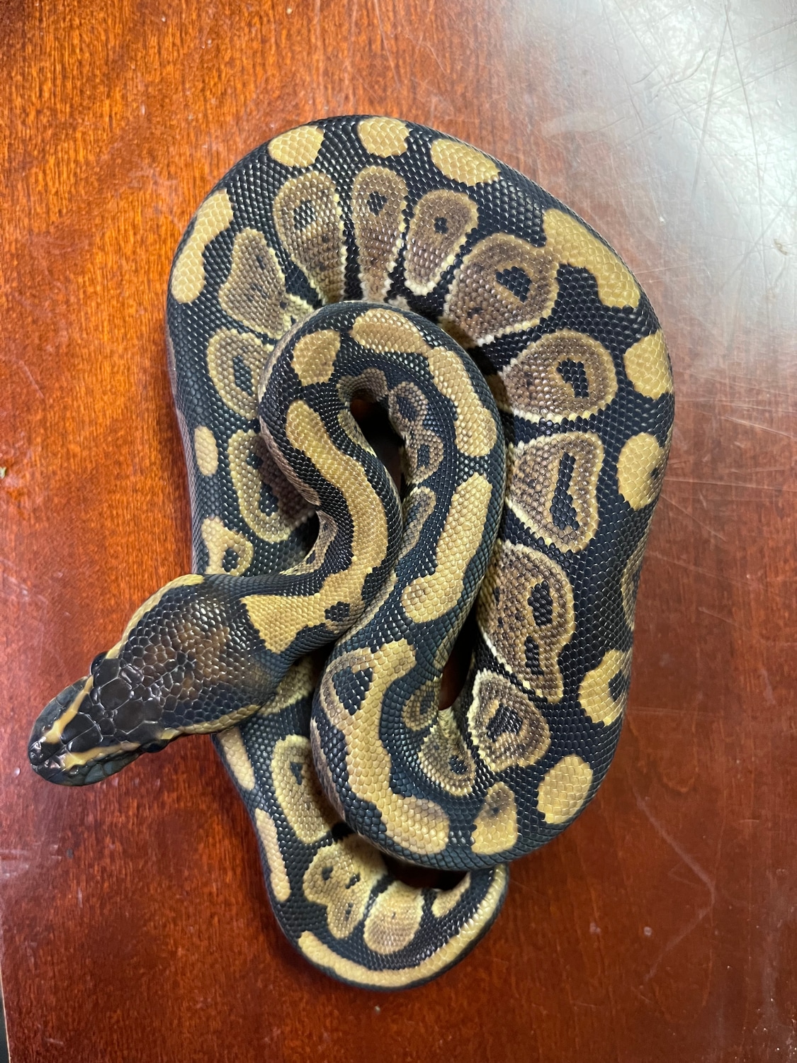 Pos Grim Ball Python by GSReptiles - MorphMarket