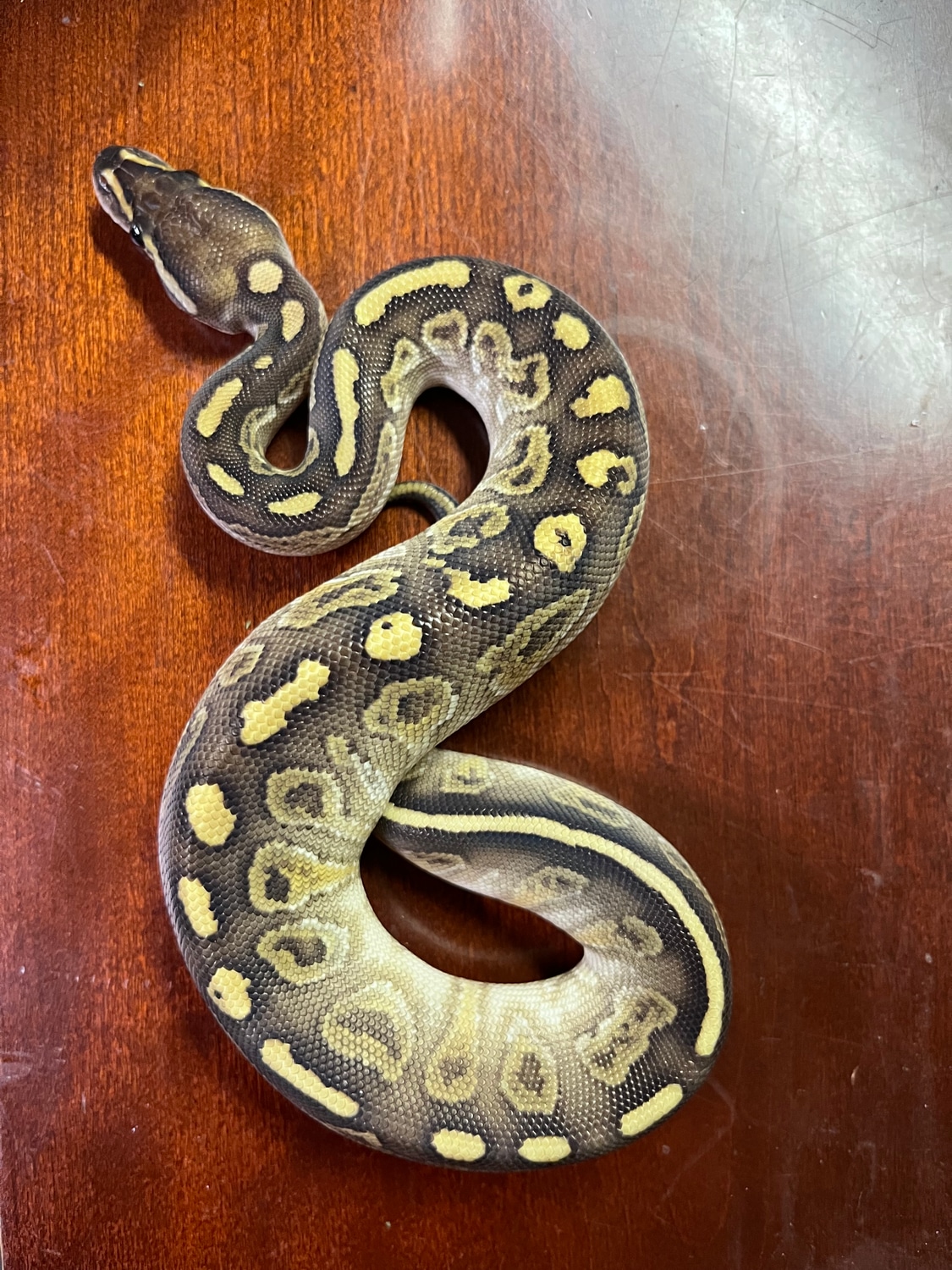 Lesser Grim Ball Python by GSReptiles - MorphMarket