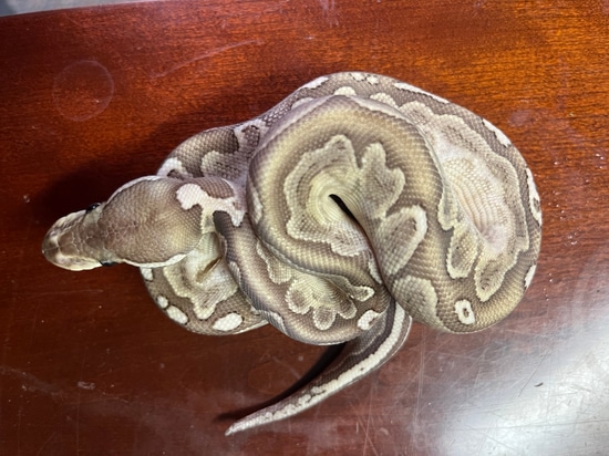 Bamboo Cinnamon Ball Python by GSReptiles