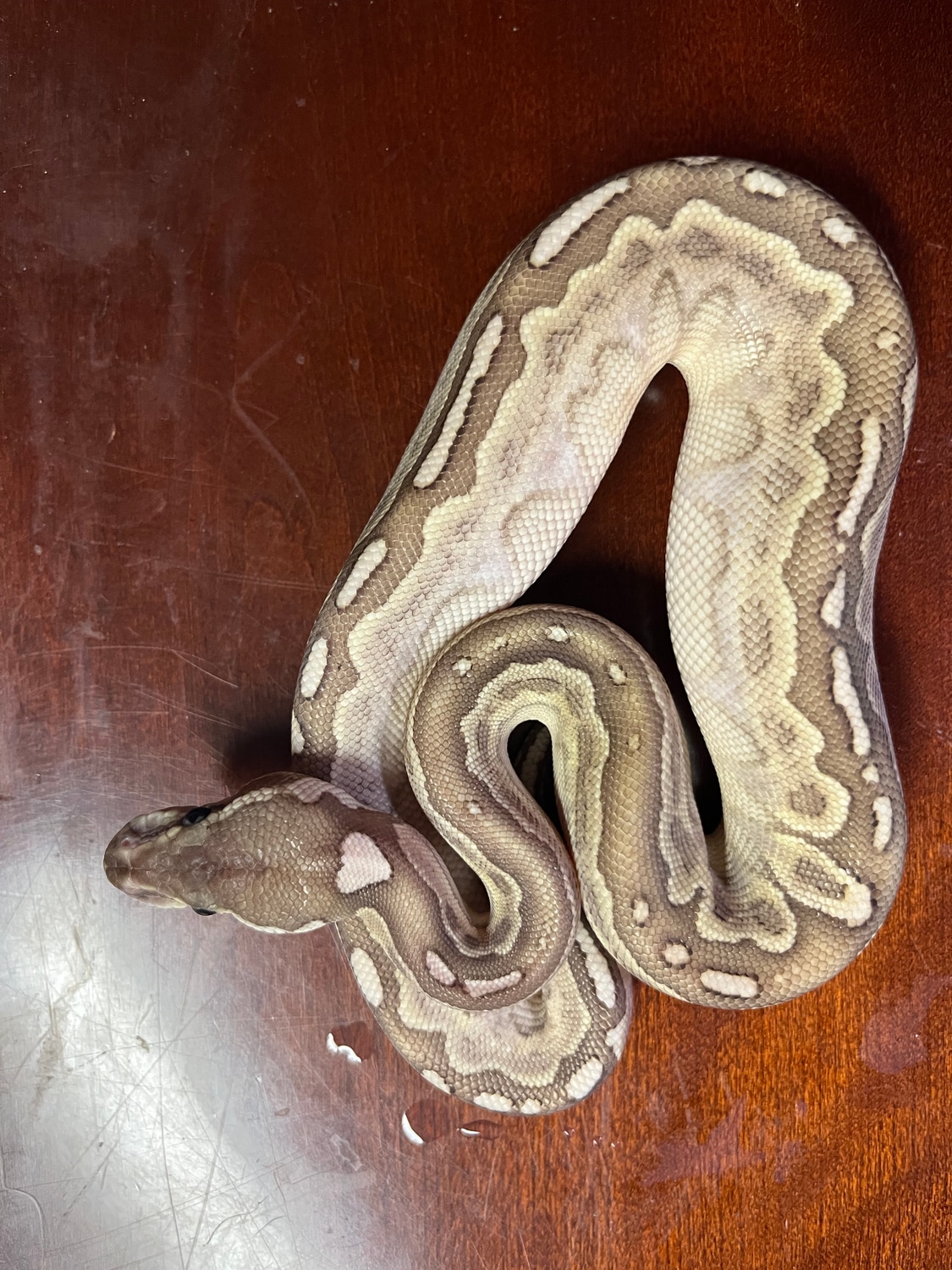 Bamboo Cinnamon Ball Python by GSReptiles - MorphMarket