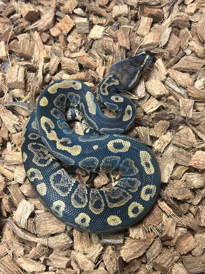 Grim Ball Python by GSReptiles