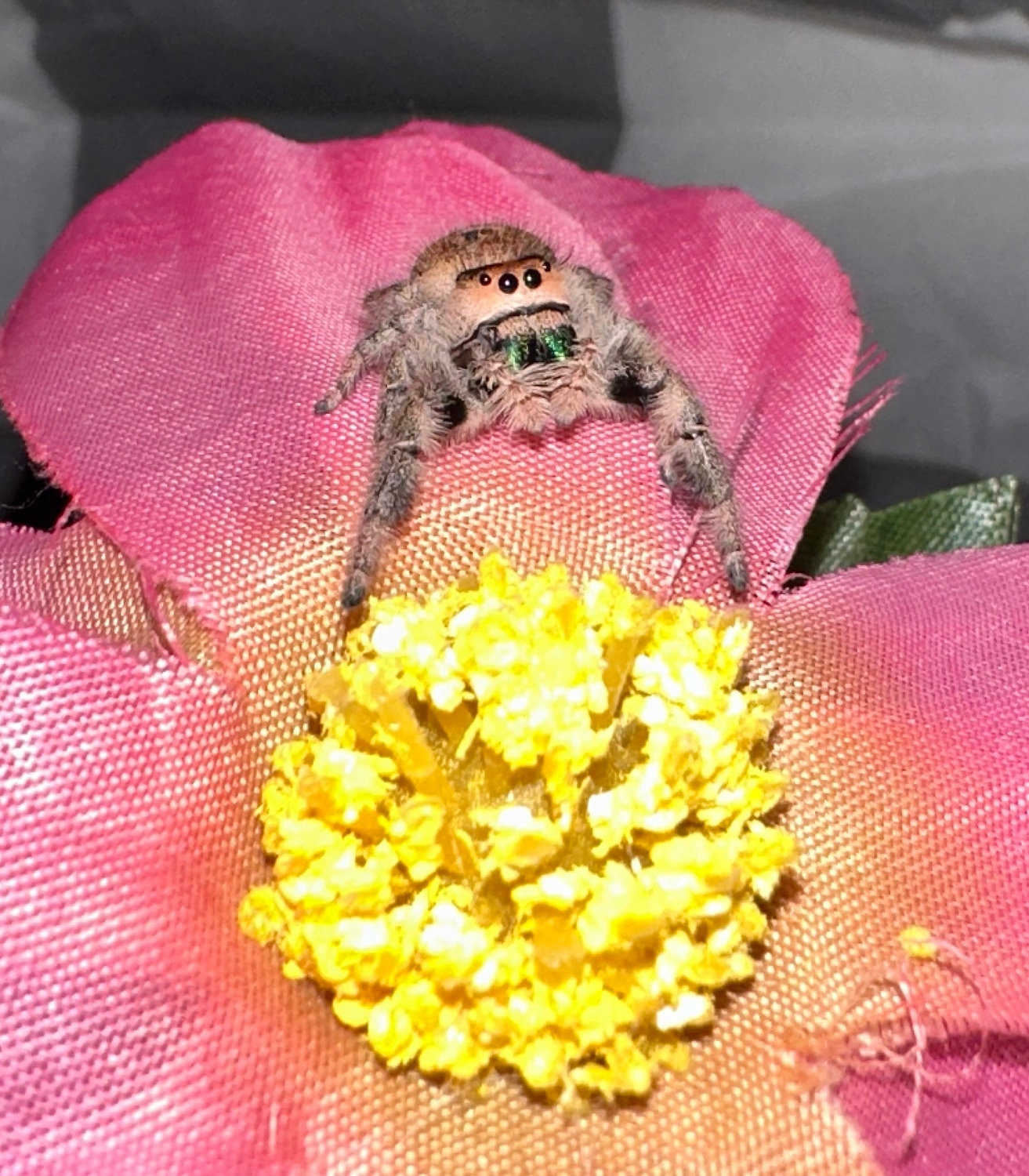 September Hatched Phidippus Regius/ Regal Jumping Spider True Spider by ...