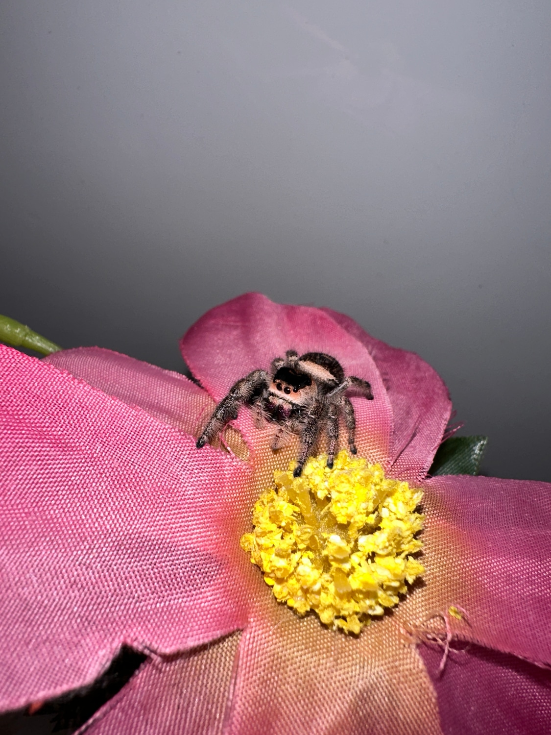 September Hatched Phidippus Regius Jumping Spider True Spider by ...
