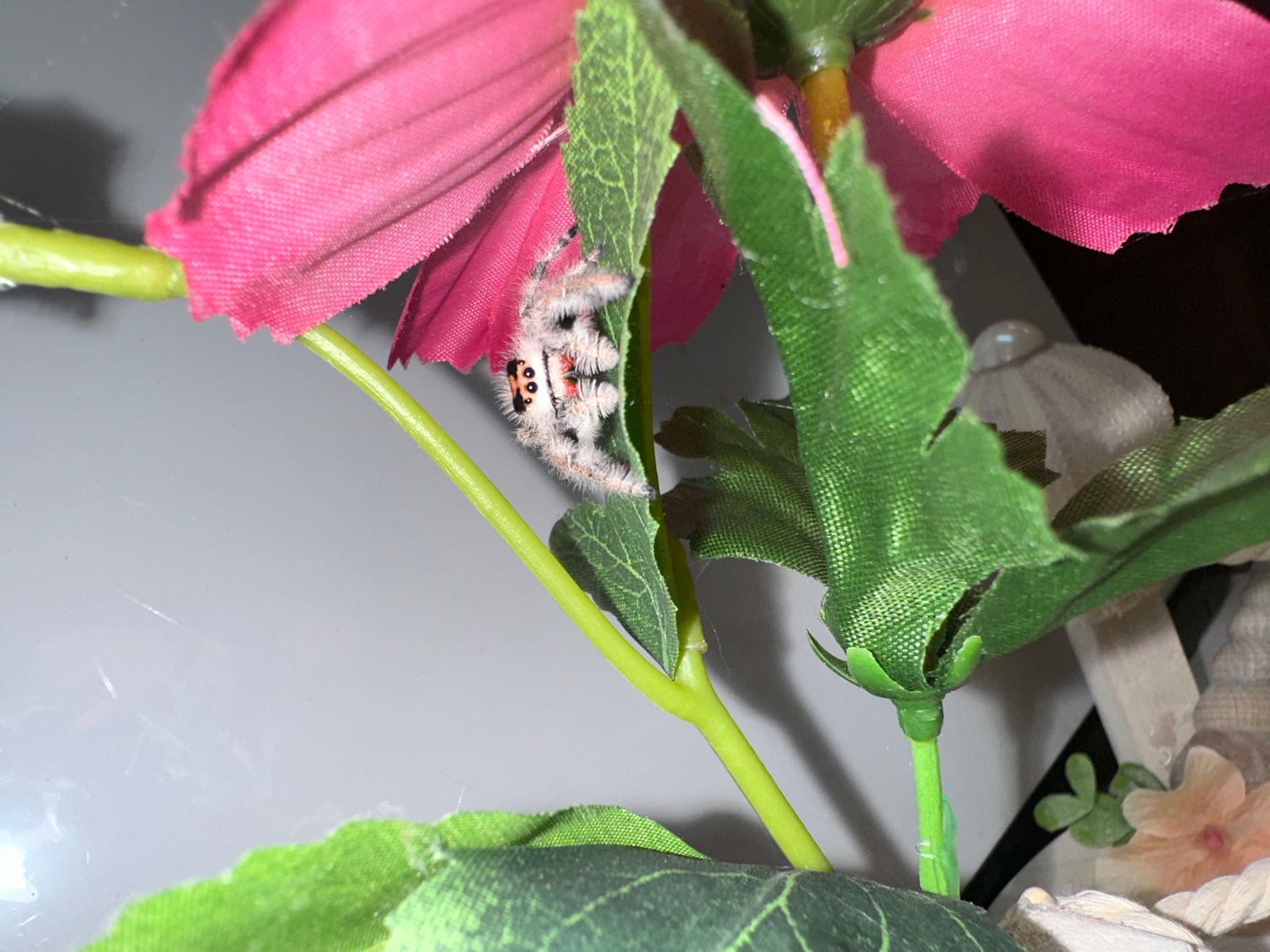 September Hatched Phidippus Regius Jumping Spider True Spider by ...