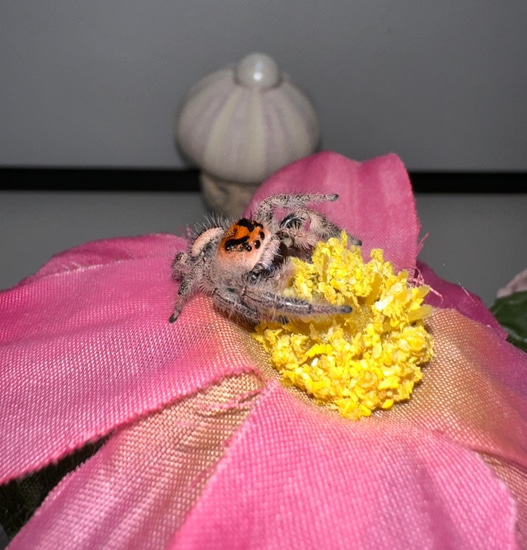September Hatched Phidippus Regius Jumping Spider True Spider by ...