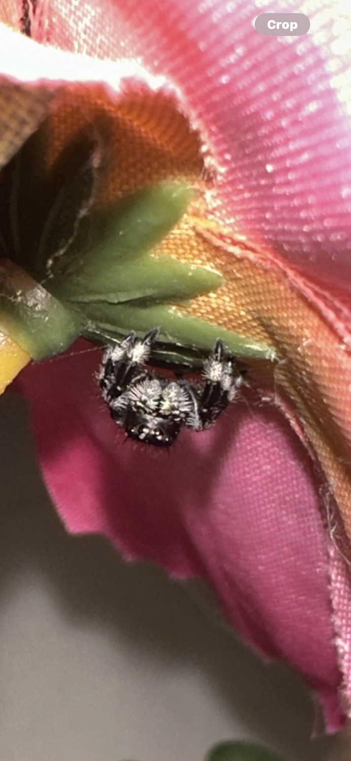Beautiful Baby Boy Hatched 5/11/23 Jumping Spider by Jumping Spider ...