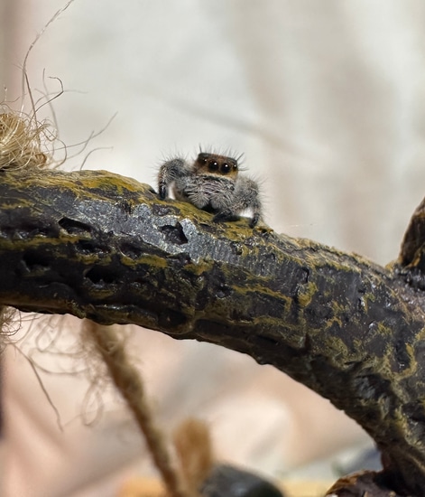 Beautiful Little Baby Jumping Spider by Arachnocentric