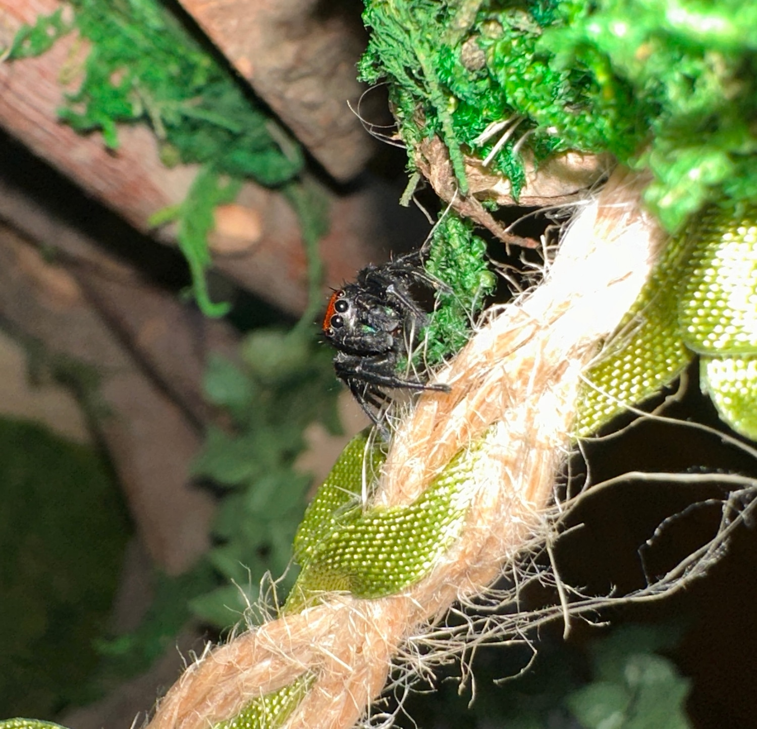 Sweet Mature Male Apache Jumping Spider by Jumping Spider Supremacy ...