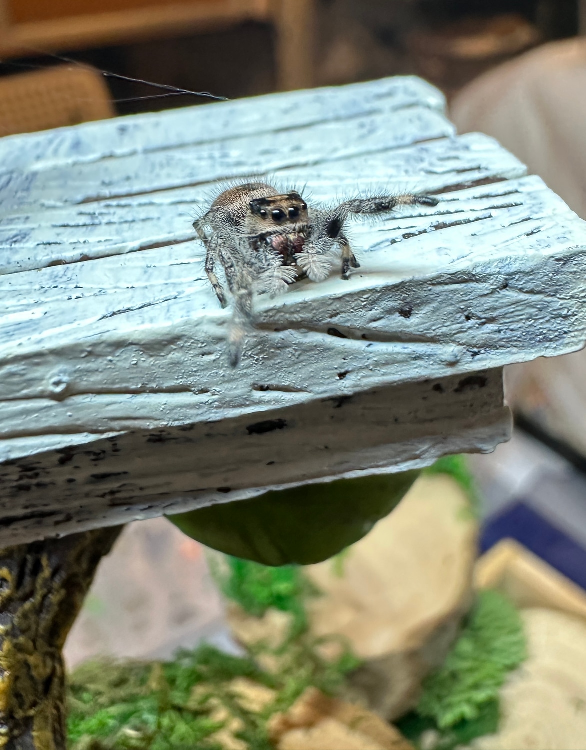 Everything Bagel Best Friend Jumping Spider by Jumping Spider Supremacy ...