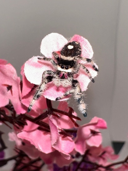 Gothic Angel Jumping Spider by Arachnocentric