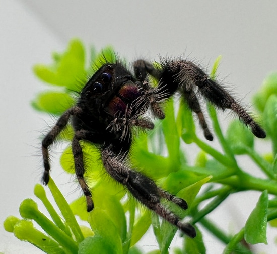 Are You Afraid Of The Dark? Jumping Spider by Arachnocentric