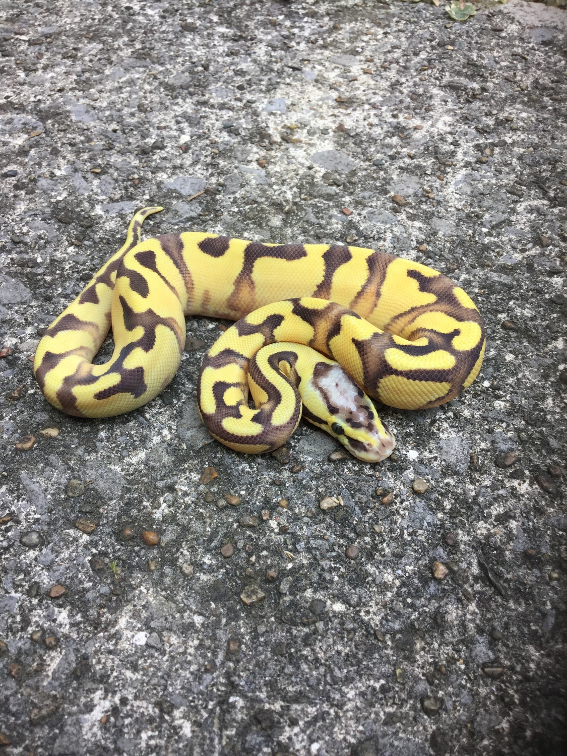 Enchi Firefly Yellow Belly Poss OD 100% Het Ghost Ball Python by Dream ...
