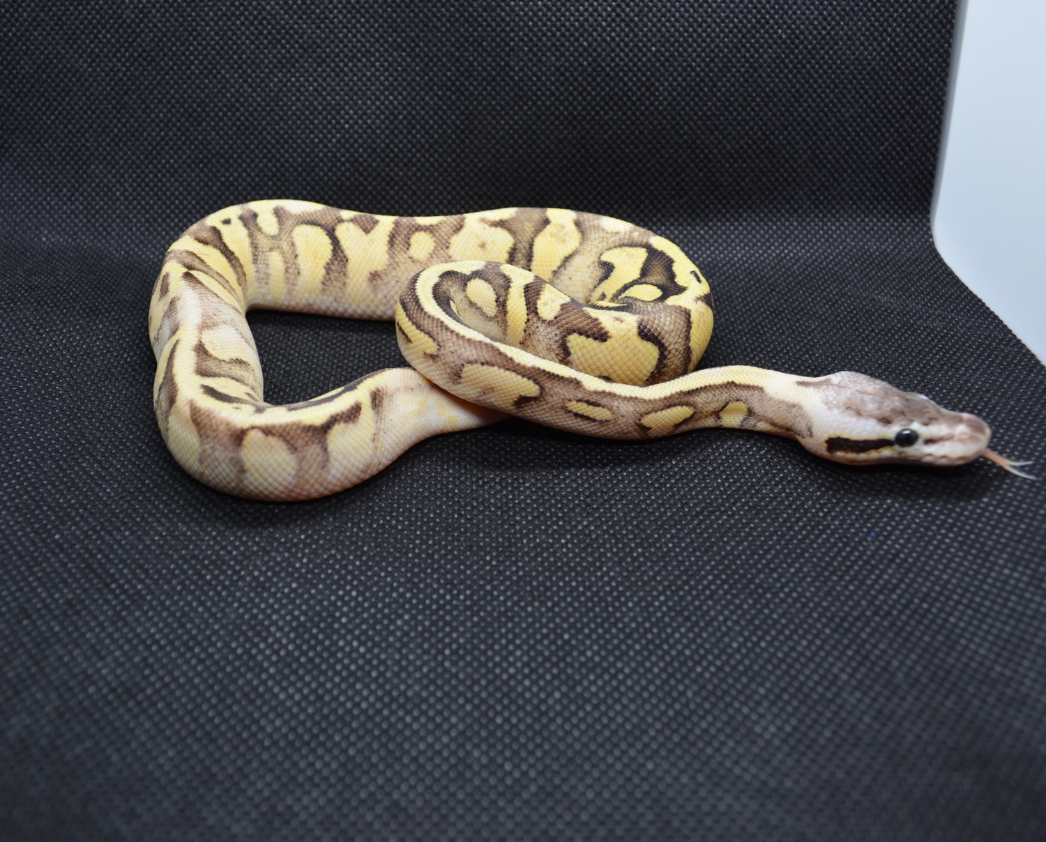 Super Pastel Fire Yellow Belly (Ultrafly) Ball Python by Dream Potion ...