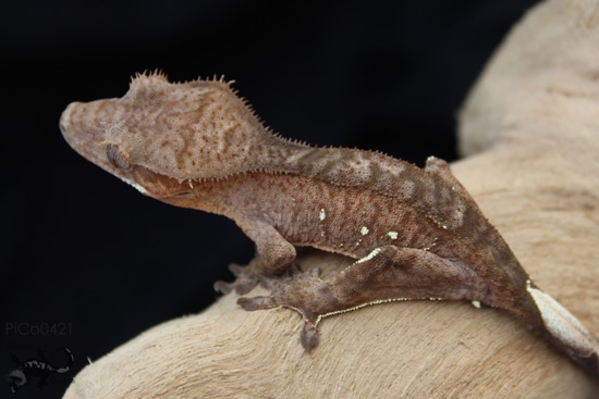 Yellow Brindle Phantom Pinstripe Crested Gecko by Griffin Geckos