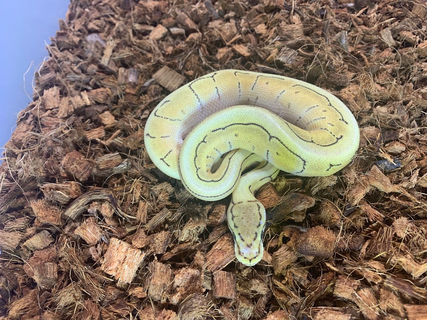 Mojave Spinner Pos Het Sunset Ball Python by Off the Rail Reptiles ...