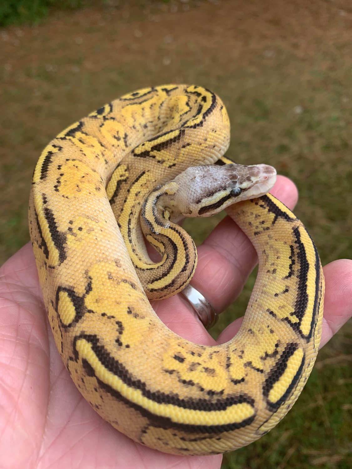 Bongo Fire/Disco Pastel Yb Ball Python by Off the Rail Reptiles ...