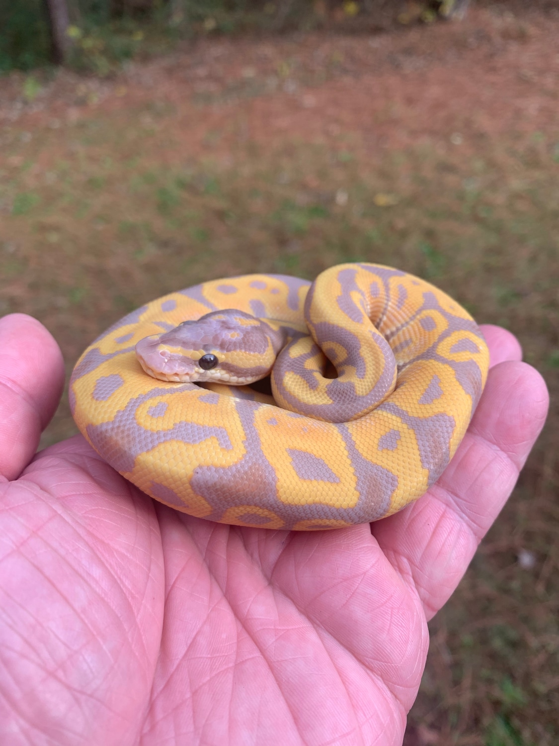 Banana Leopard Het Clown Ball Python by Off the Rail Reptiles - MorphMarket