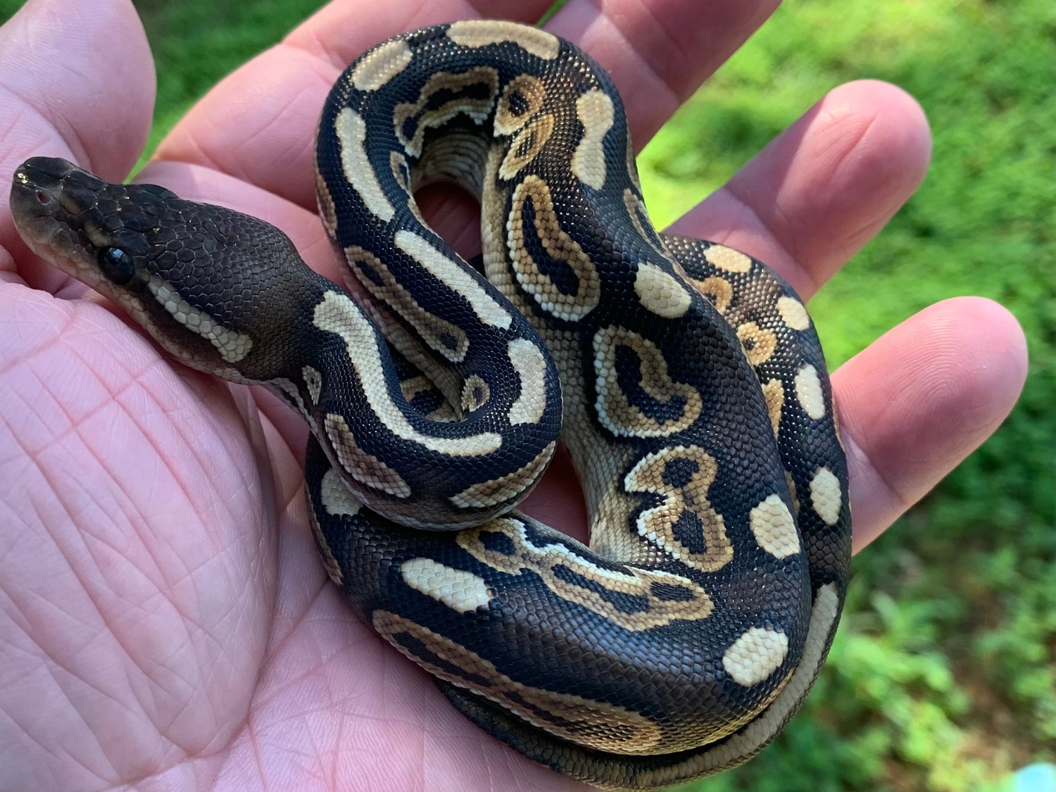 Female Cinnamon Mocha Het Clown Ball Python by Off the Rail Reptiles ...